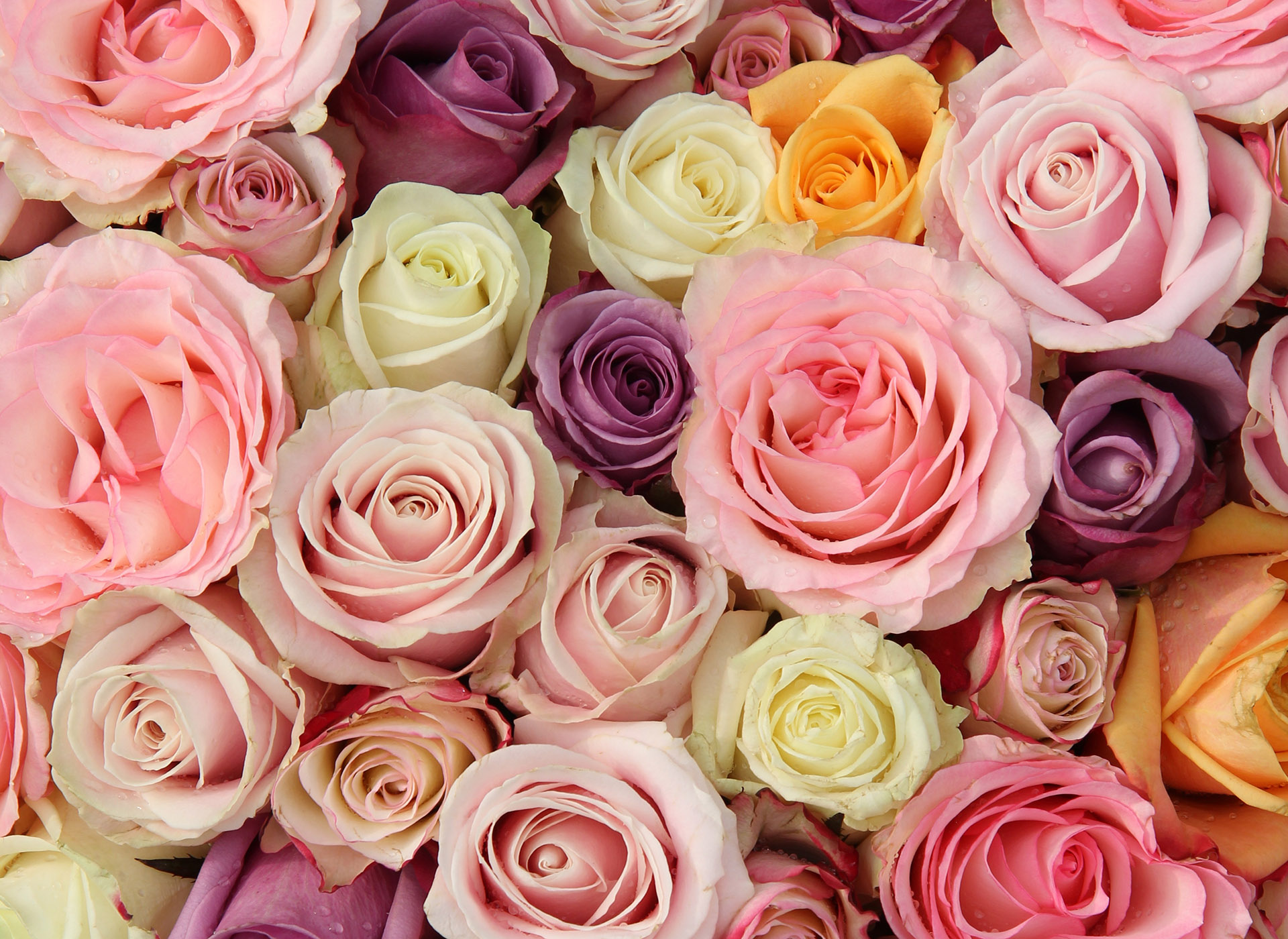 Balboa Florist | Same Day Flowers Delivery | Flower Shop San Diego